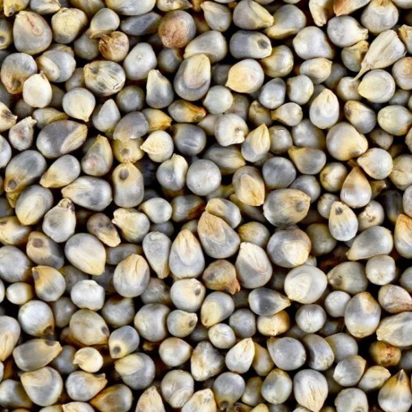 Bajra (Pearl Millet)